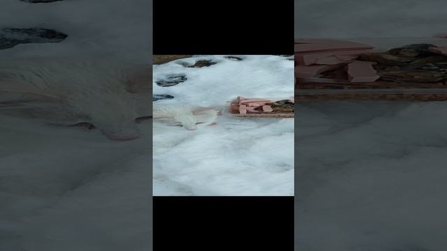 Подарок котикам на новый год