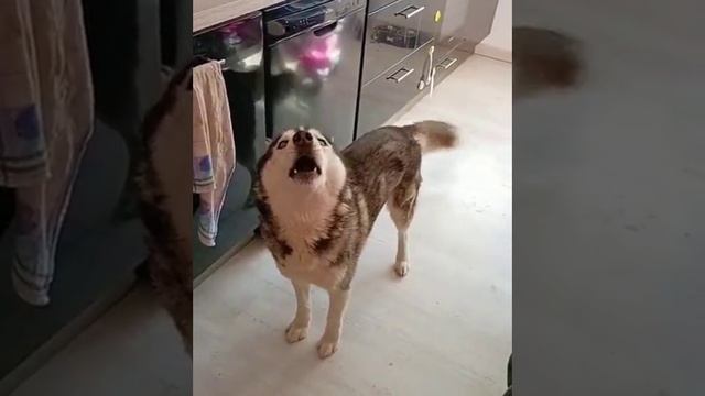 Сегодня мы не пойдём к ветеринару.