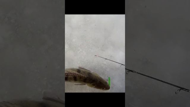 Судак на 3 кг. Ловля со льда