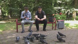 Кормите голубей осторожнее