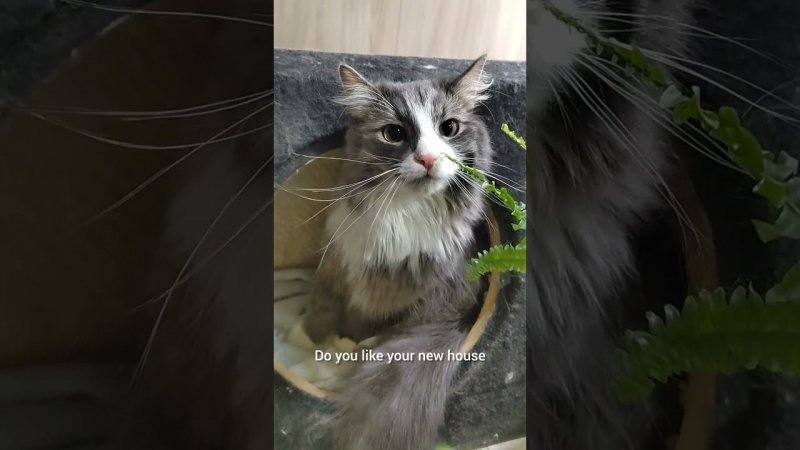 Домик для кота из сабвуфера