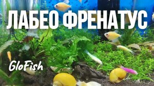 ! НОВИНКА! Лабео гло Френатус/           Labeo frenatus