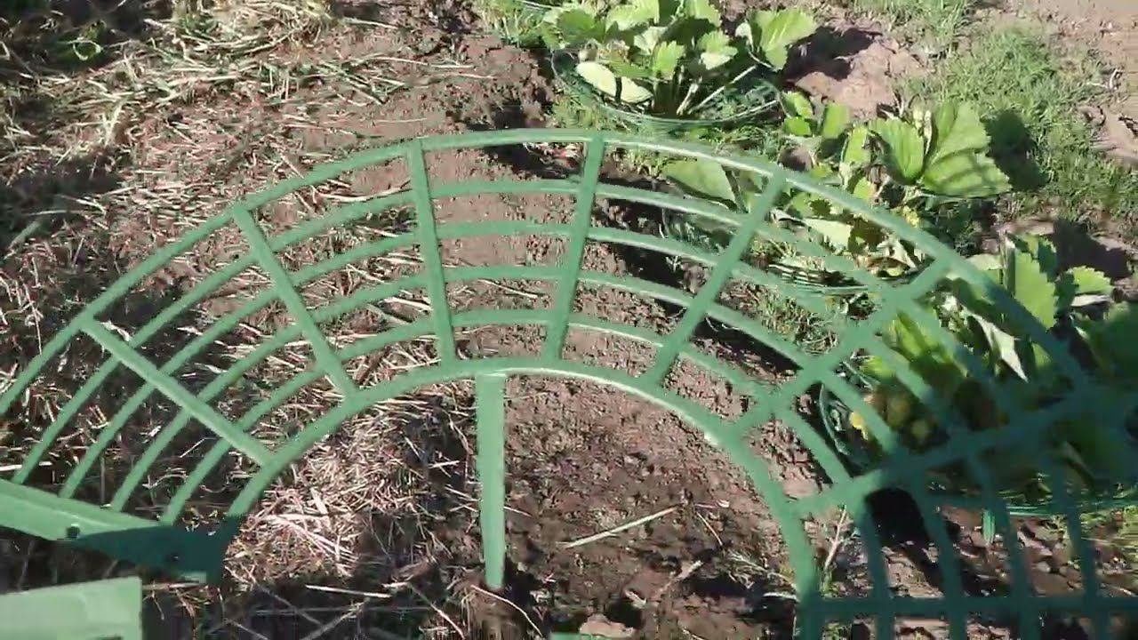 ПОДСТАВКИ ПОД КУСТЫ КЛУБНИКИ  СТОИТ ЛИ ПОКУПАТЬ?  КАКИЕ ПОДСТАВКИ ПОД КЛУБНИКУ  КУПИТЬ