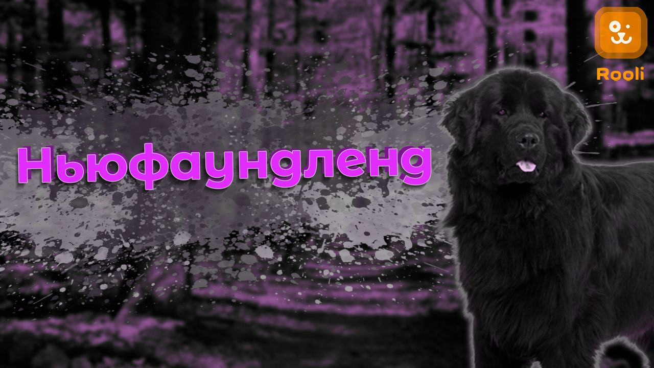 Ньюфаундленд: особенности характера и ухода за этой породой.
