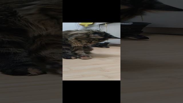 Сакри против мух весенних