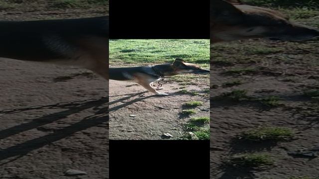 Карточка видео