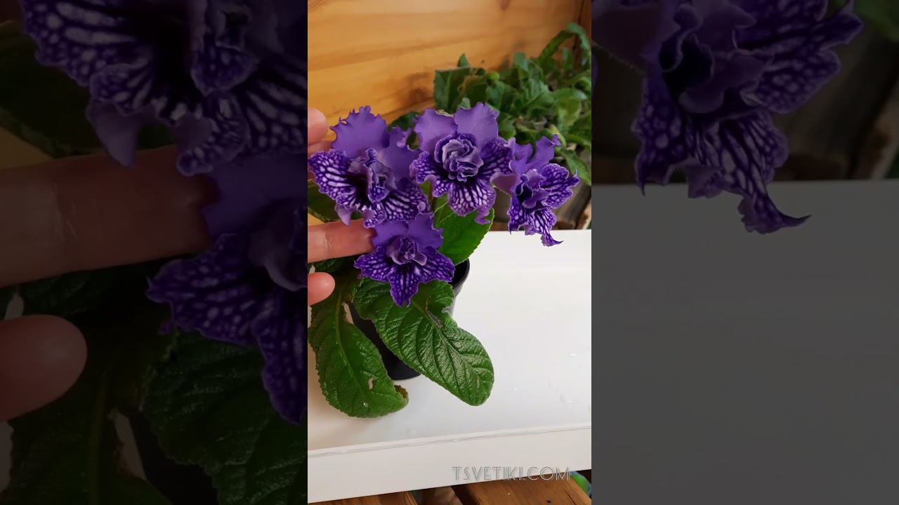 Стрептокарпус ZM-Колибри (миниатюра) / 스트레프토카푸스 미니어처  #shots