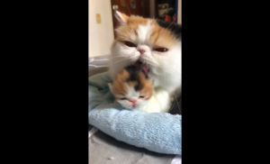 Мама-кошка ухаживает за новорожденным котёнком