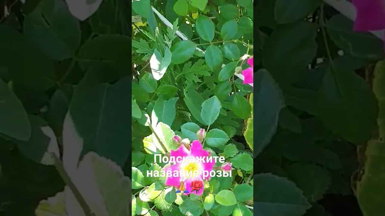 Подскажите название розы