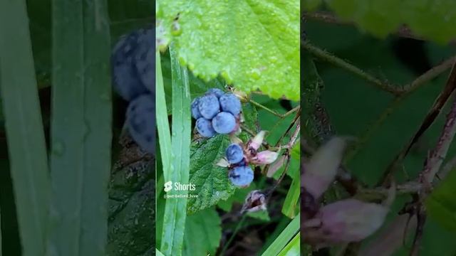 Ежевичка! Blackberry!