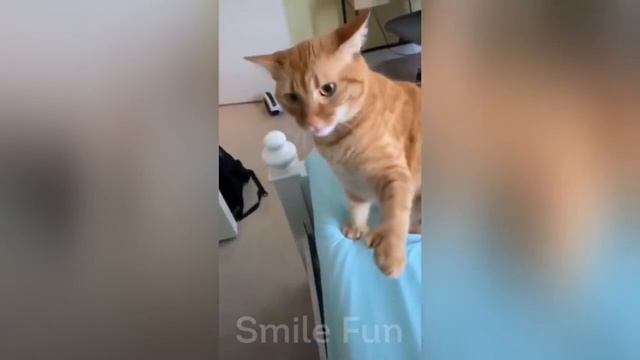 Смешные котики #83.mp4