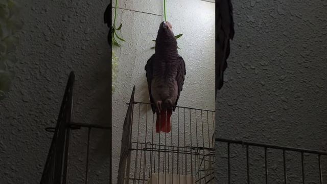 Un perroquet récite une sourate