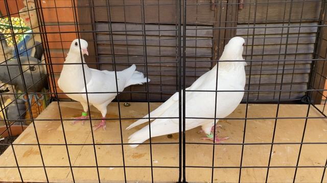Бакинские старопородные голуби  ?️  02-11-2023