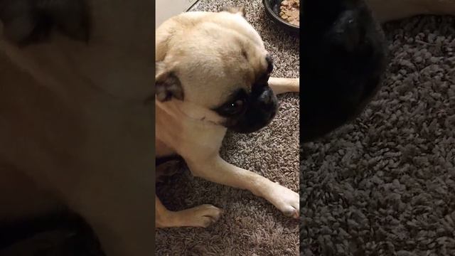You got some food on your face