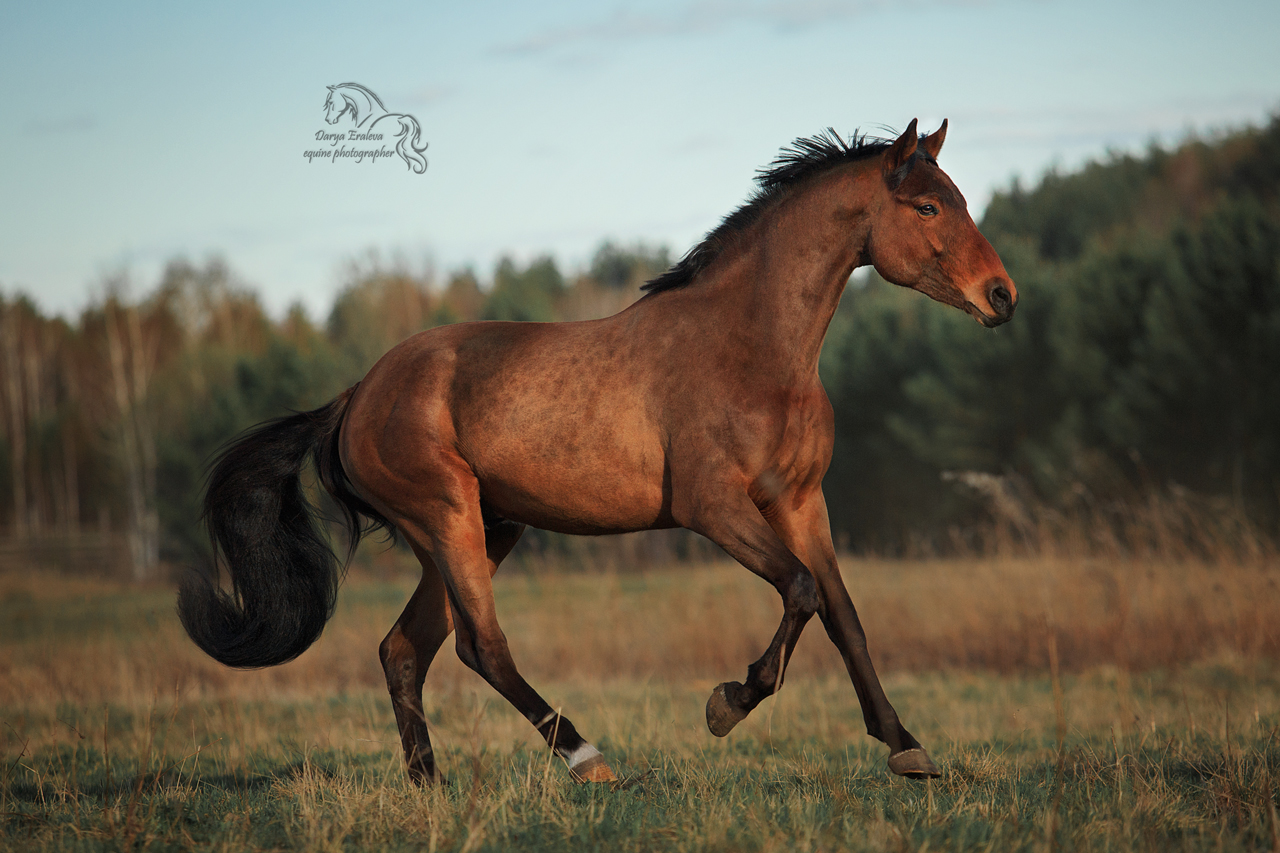 ВЕСНА. Выехали в поле по рысить.