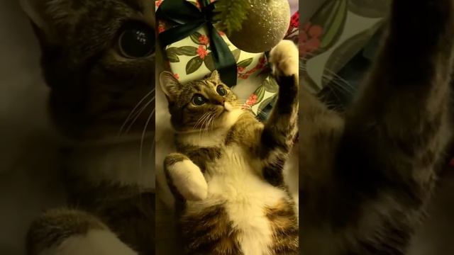 2_5224351433775649195.mp4