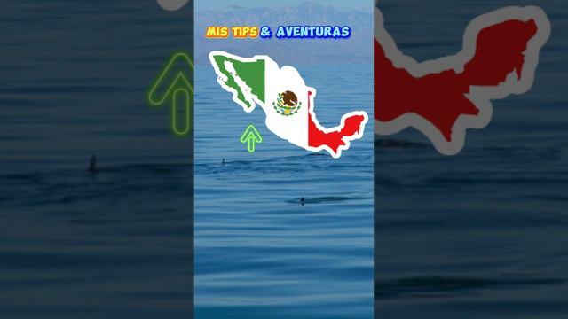 VAQUITA MARINA 🌎🌊🐋@karinagama