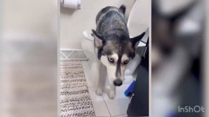 Попробуй не засмеяться! 7 минут юмора!😹