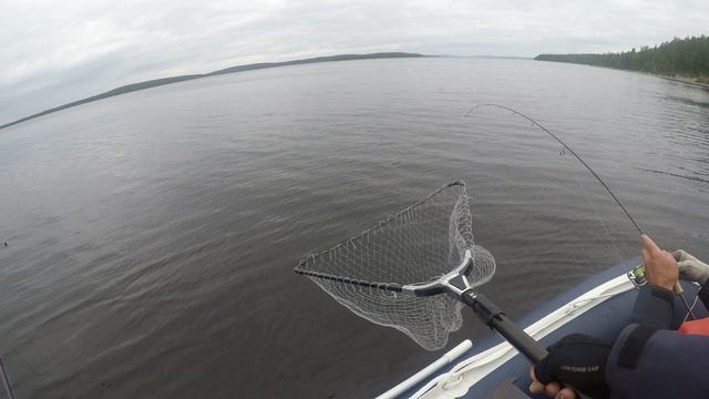 Блесна Ronin Rush Koema -  Хариус в Карелии на каждом забросе.mp4