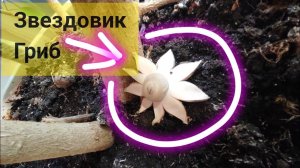 Гриб звездовик в цветочных горшках