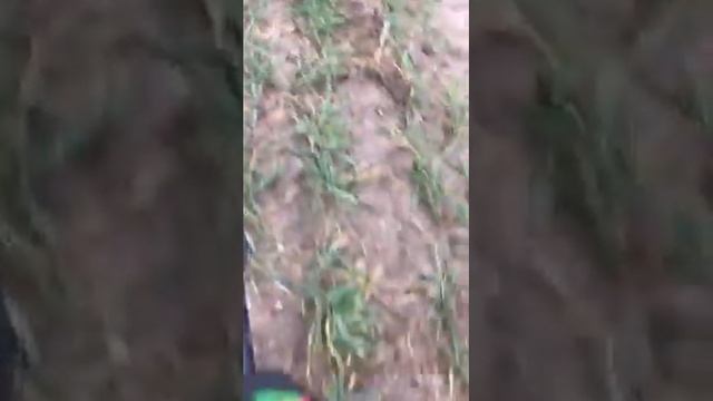 Верховая серебряха, коп без порчи сельхоз угодий
