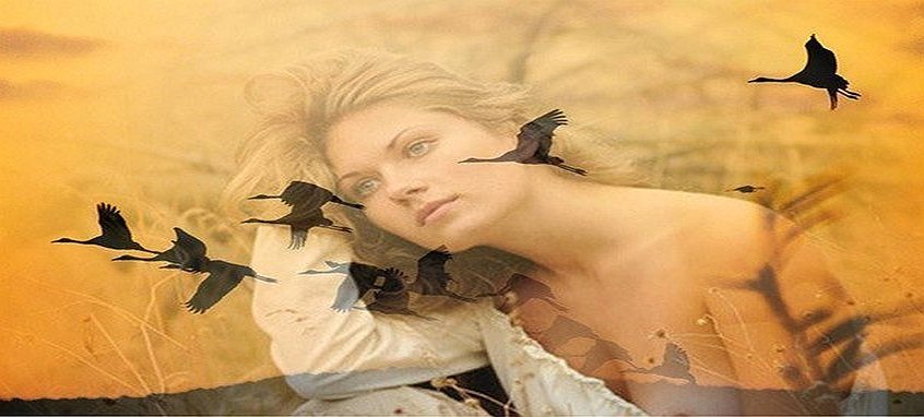 Моя любовь безумной птицей.mp4