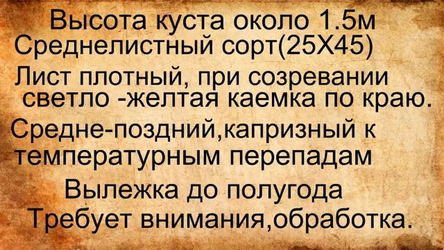 Герцеговина флор Краткий обзор.mp4