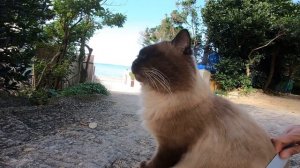 寝ていた野良猫を撫で撫で腰トントンしたら強烈に喋る猫だった
