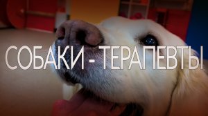 Канистерапия. Собаки, помощь, обнимашки и любовь