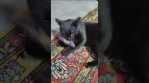 VID-20230721-WA0014.mp4
