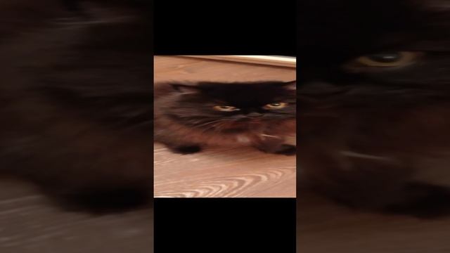 Любимая кошечка.