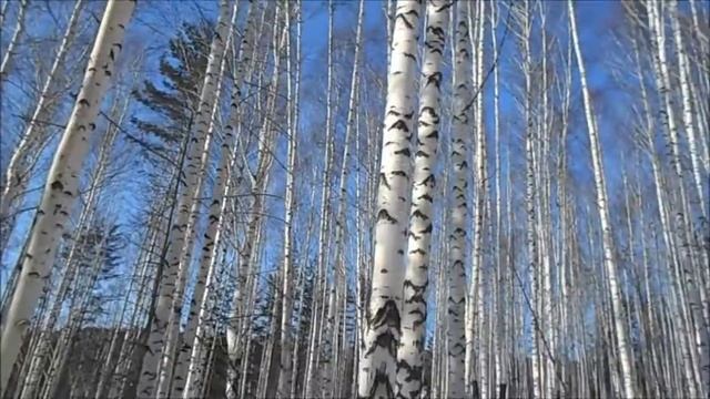 Березы белые.