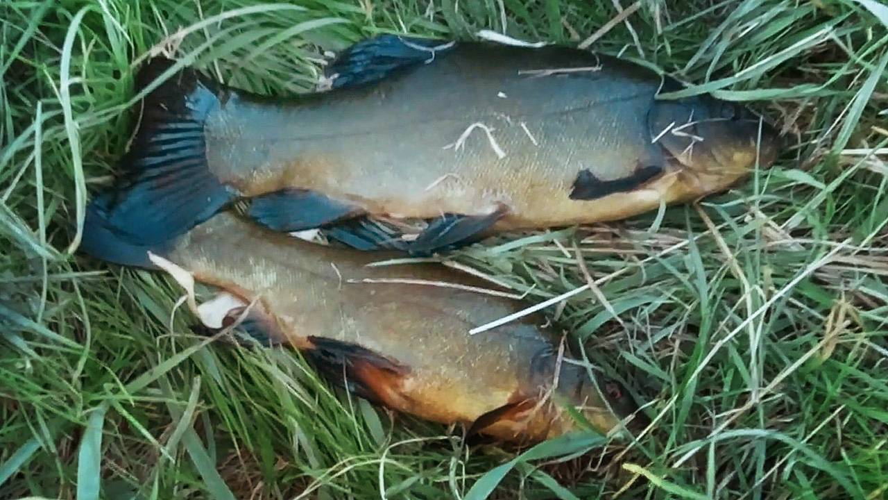 ЛОВЛЯ ЛИНЯ В КАМЫШАХ на поплавок в мае