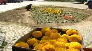 ВИСАДКА  КВІТІВ