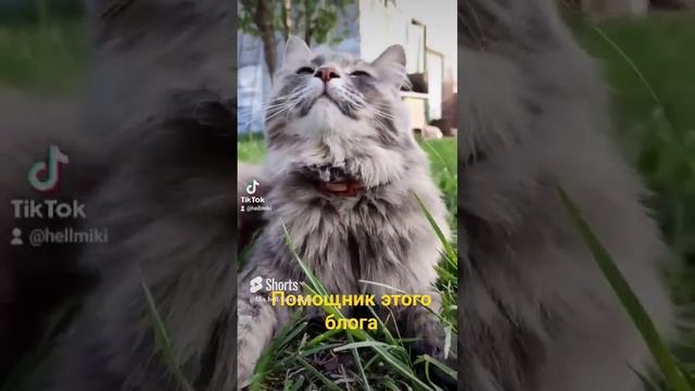 #кошки #малыши #природа.mp4
