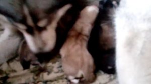 Huskies Puppies