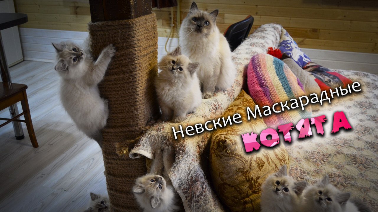 Котята из помета "T" / питомник Невских Маскарадных кошек "Маскарадный вальс"