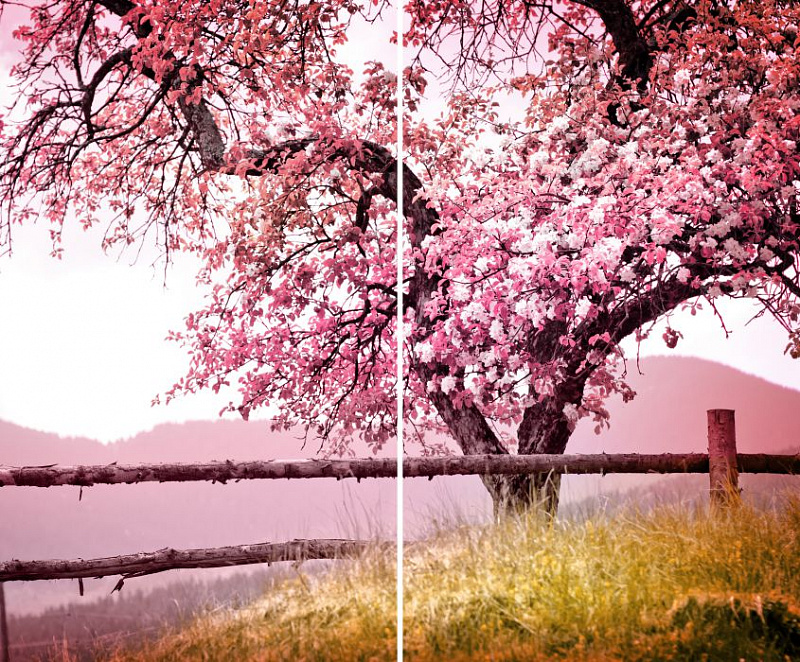 ОБРЕЗКА цветущего дерева #garden #farm