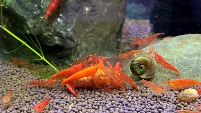 Аквариумные креветки видео на #рутуб