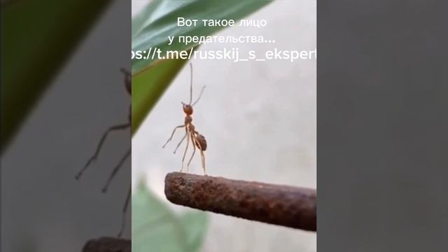 Предательство...Забери 🎁подарки для подготовки к ОГЭ/ЕГЭ https://t.me/russkij_s_ekspertom/839