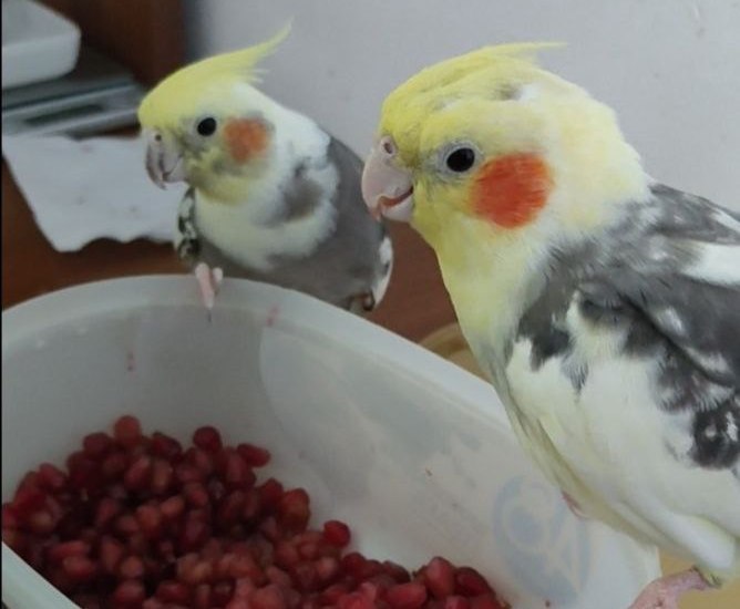 Тоша учит Стешу, как надо есть гранат...