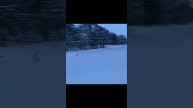 Пошли погулять с Александром Васильевичем