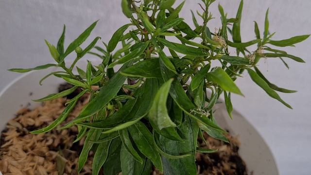 Персидский 7