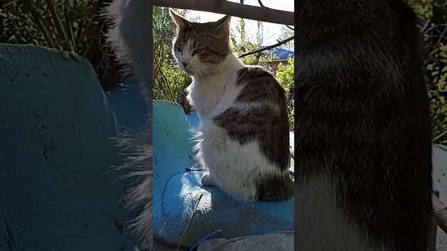 #кот У меня есть дар Божий