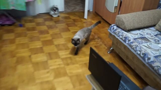 КоТяКа бумажку ПрИнОсЯкА.mp4