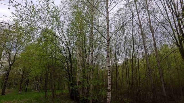 Грустная музыка из Тик Тока без слов для фона. Фоновая музыка для Стихов Цитат