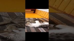 video-c3bcf45492a04af219111e927a8b2fa2-V.mp4