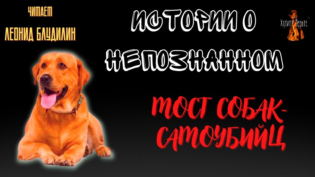 Истории о Непознанном: МОСТ СОБАК САМОУБИЙЦ.