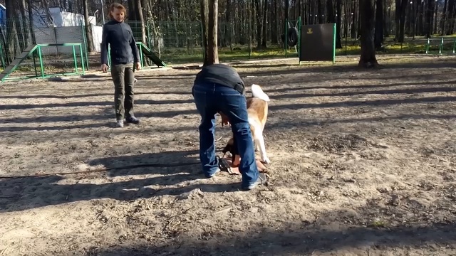 Школа акит