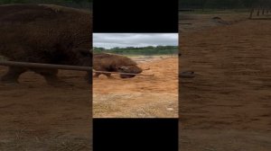 Зубр ? закручивает сваю?помощник ?